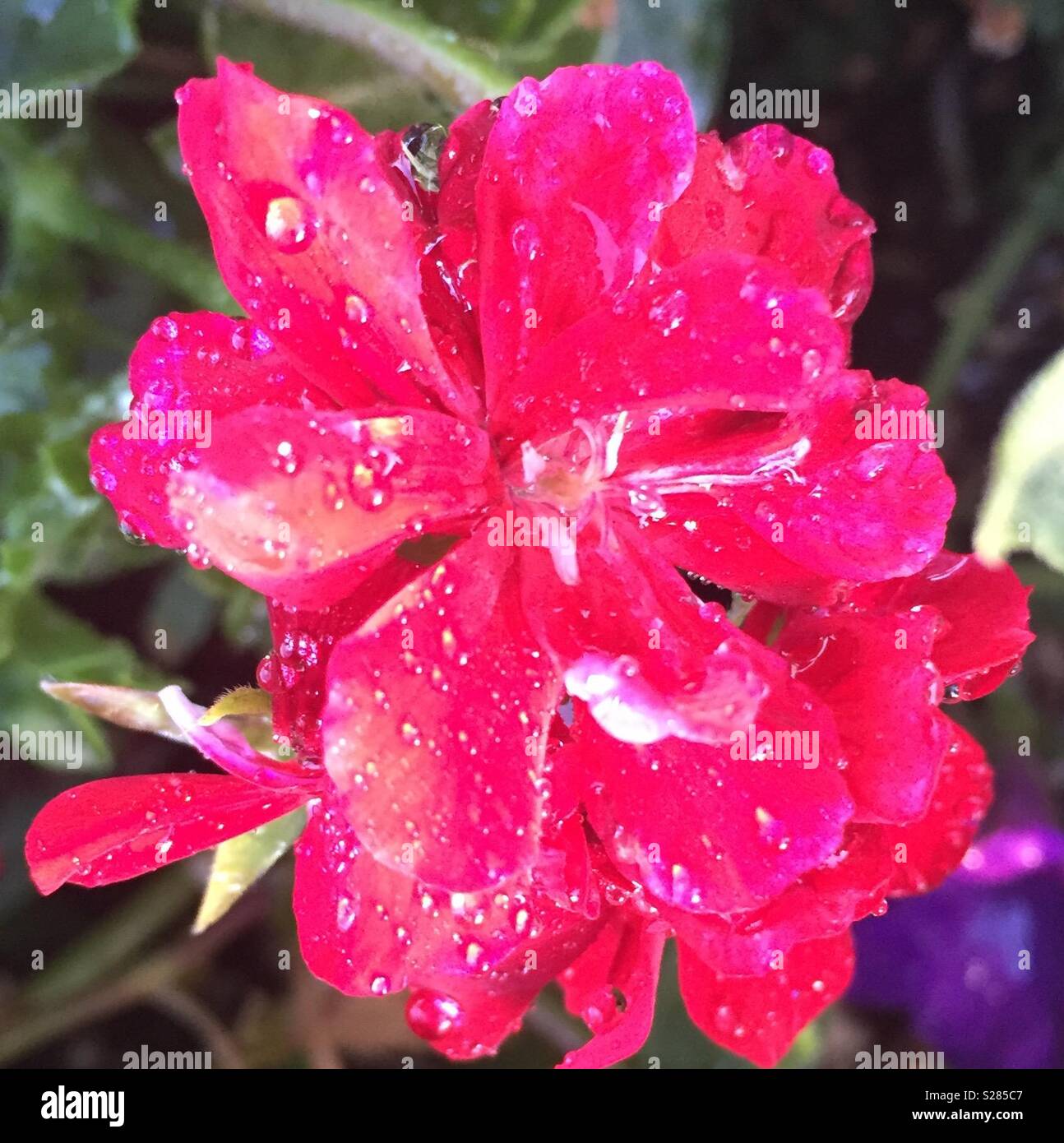 Morning dew on a flower Stock Photo - Alamy