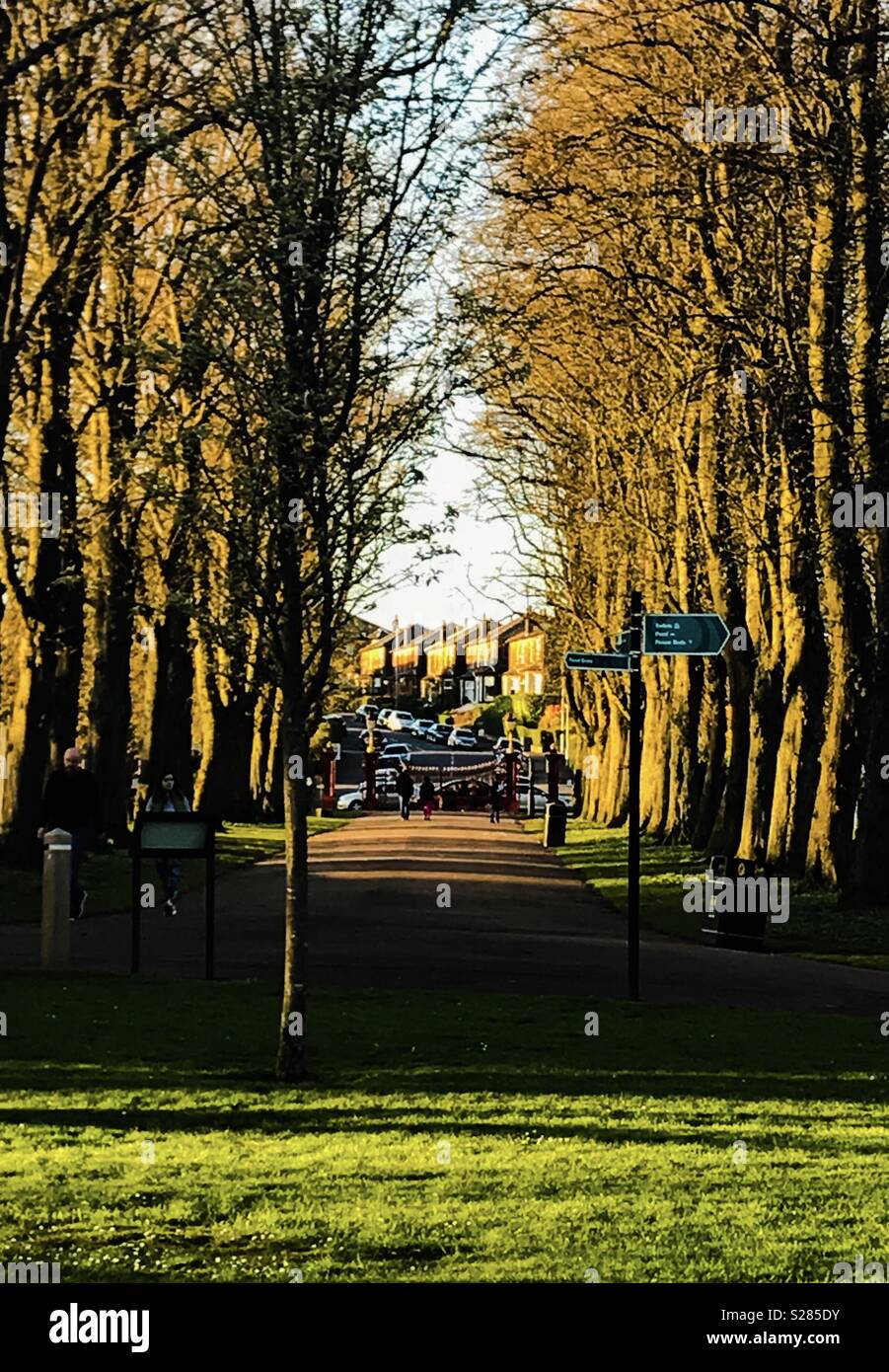 Tree lined view hi-res stock photography and images - Alamy