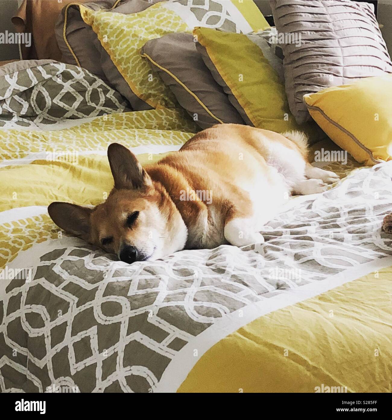 Lazy dog sleeping on bed Stock Photo - Alamy