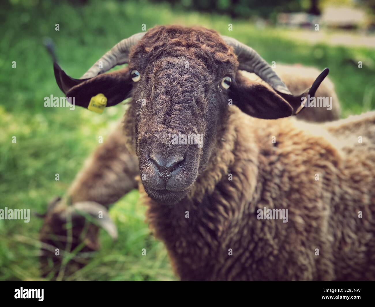 Sheep Eyes High Resolution Stock Photography and Images - Alamy