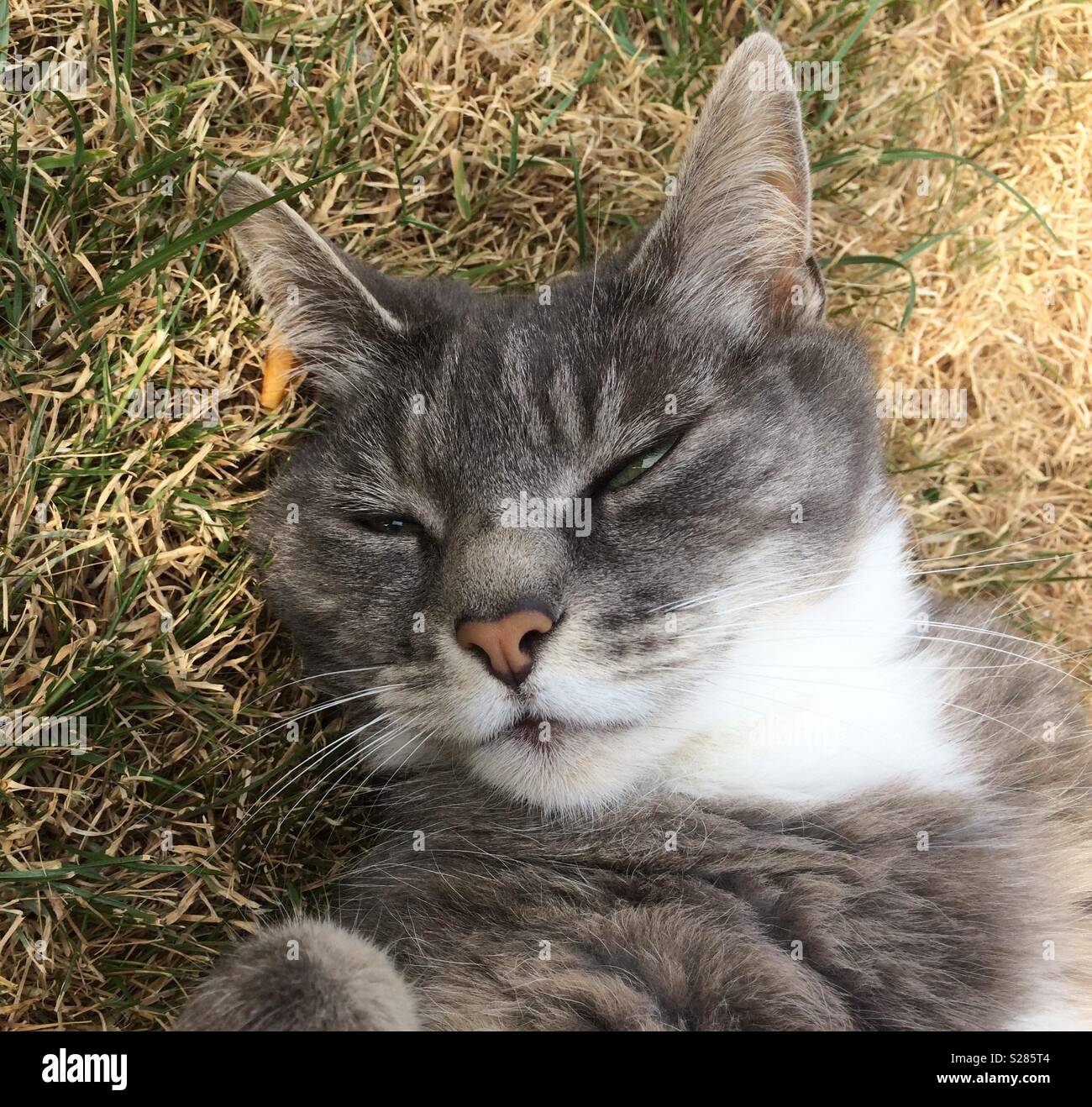 Contented cat hi-res stock photography and images - Alamy