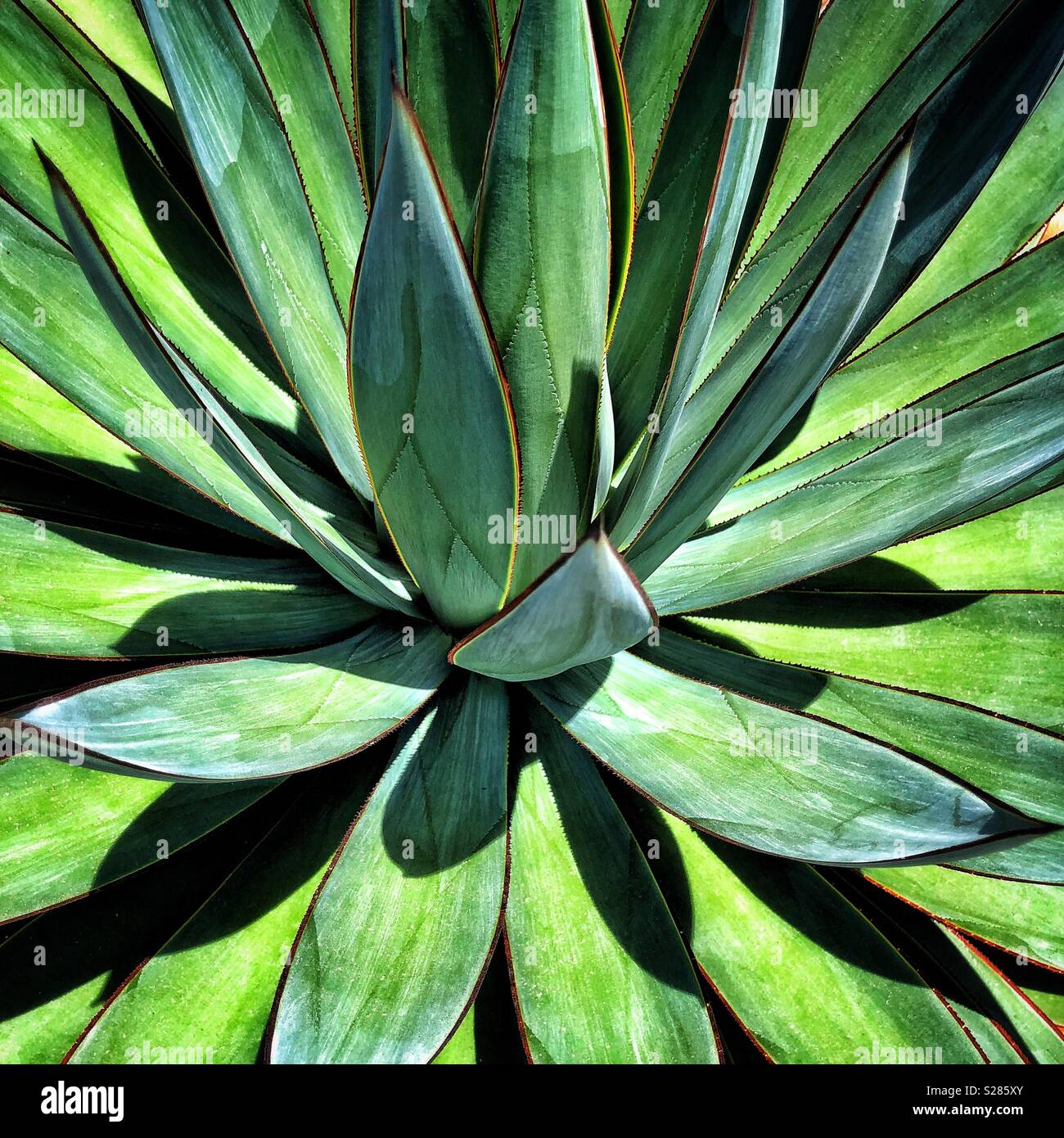 Agaves plant hi-res stock photography and images - Alamy