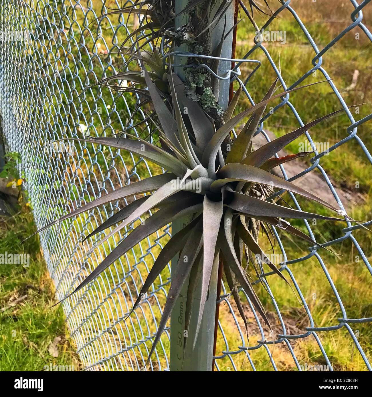 From fence hi-res stock photography and images - Alamy