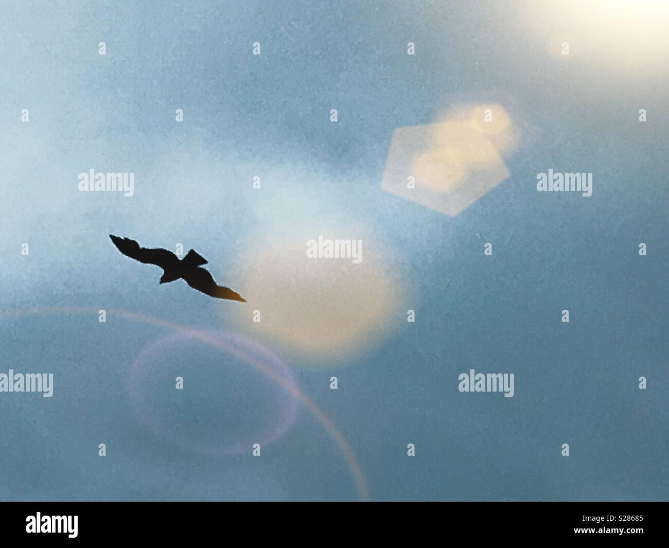 Buzzard soaring in the sky Stock Photo - Alamy