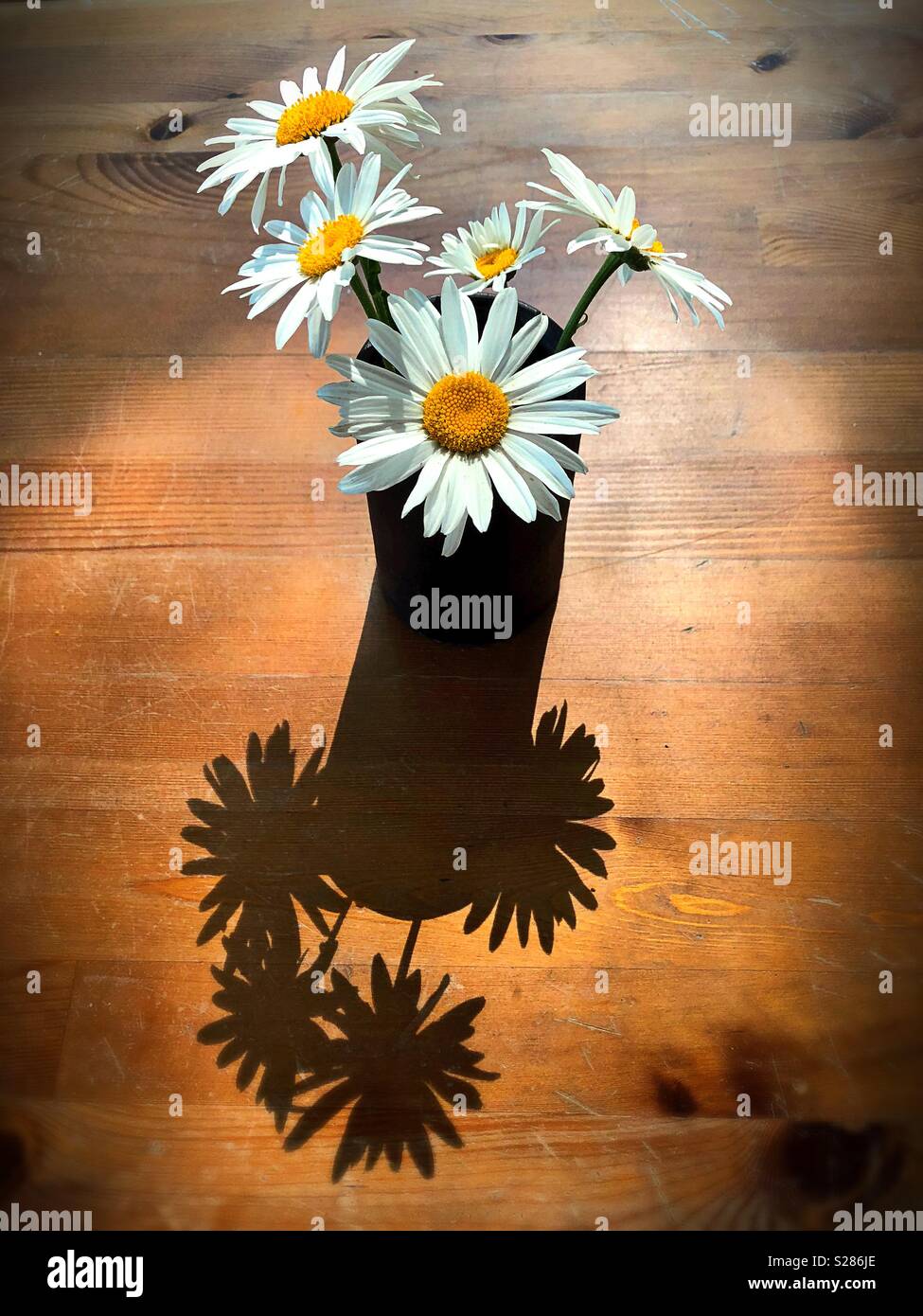 Daisy shadow hi-res stock photography and images - Alamy