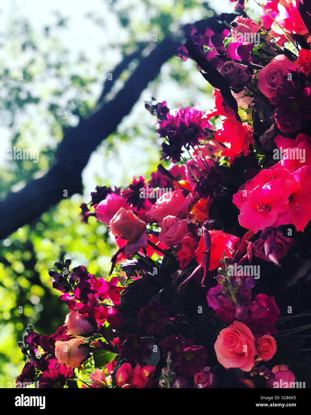 Roses pinks hi-res stock photography and images - Alamy