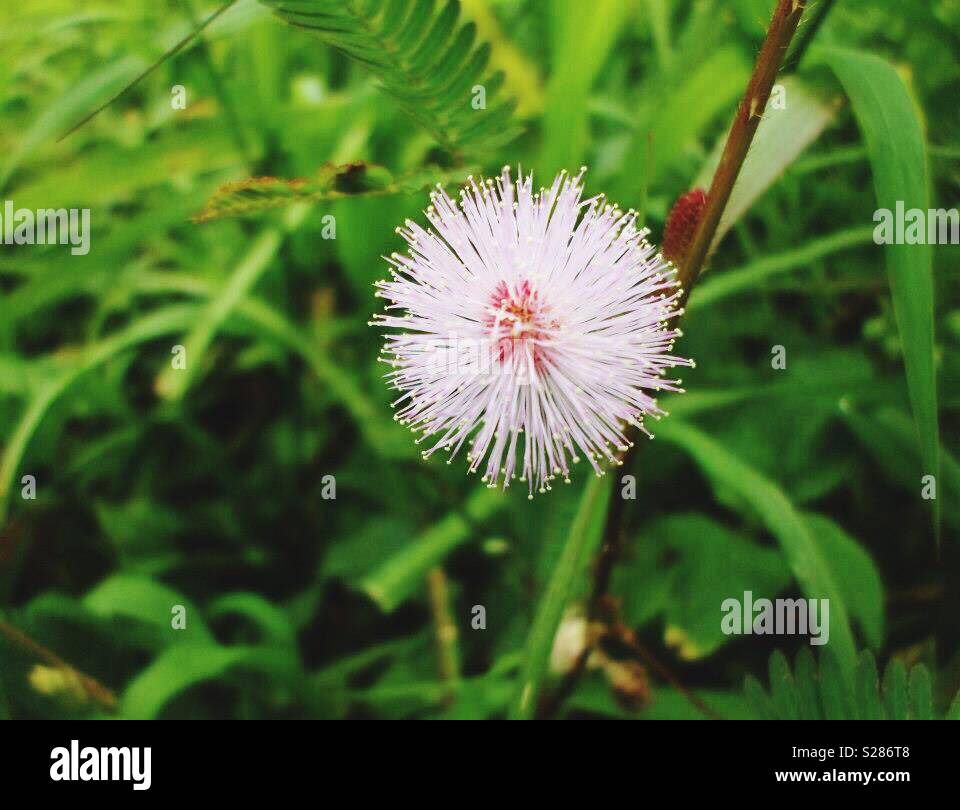 Makahiya hi-res stock photography and images - Alamy