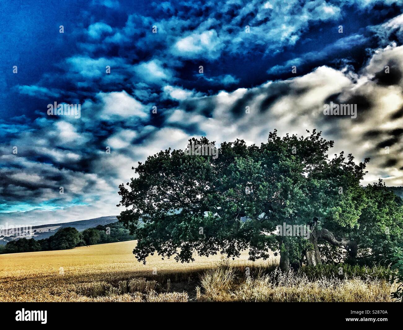Field with old oak tree hi-res stock photography and images - Alamy
