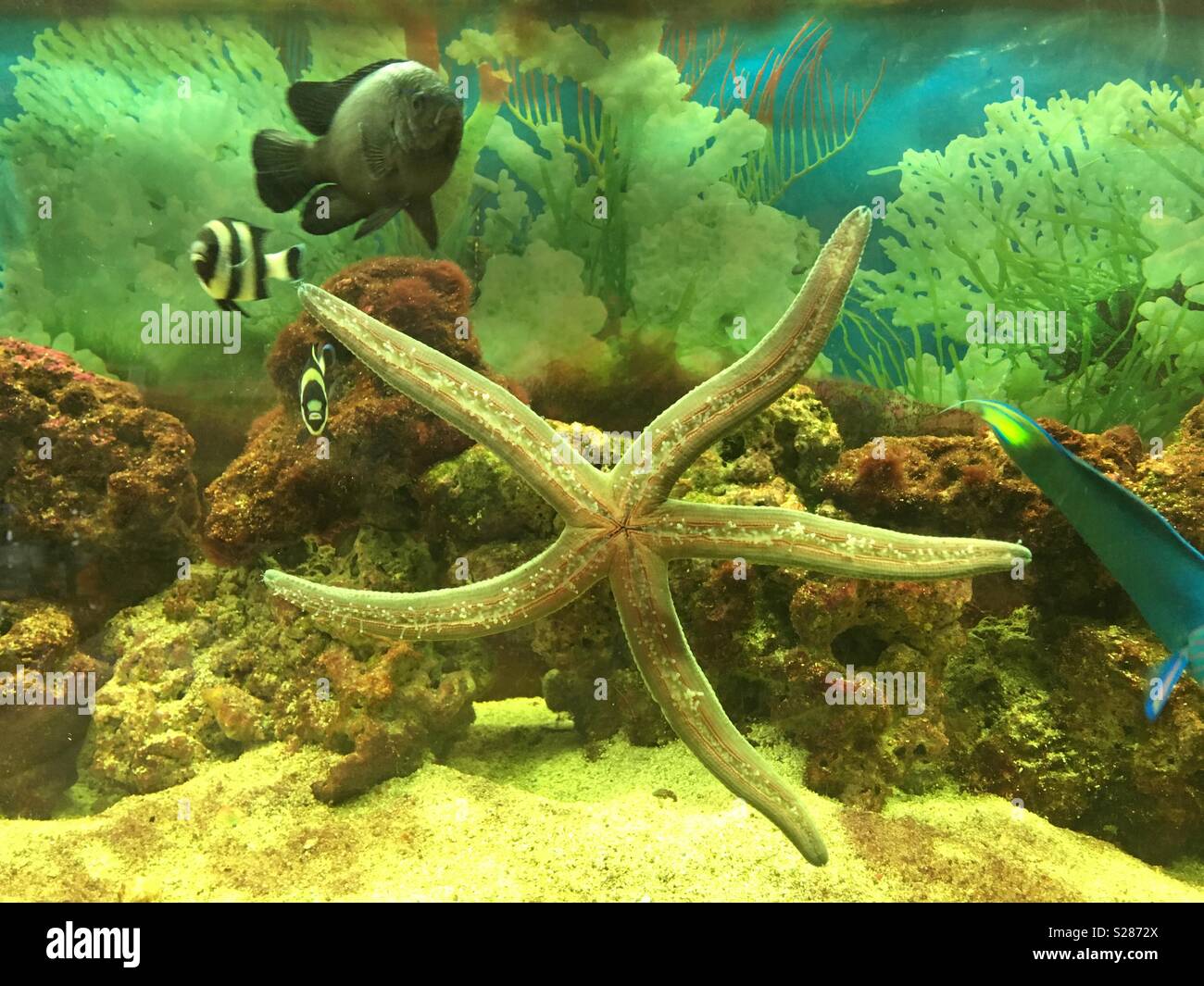 Marine tank hi-res stock photography and images - Alamy