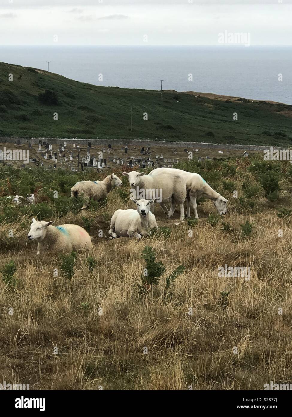 Welsh mountain sheep Stock Photo - Alamy