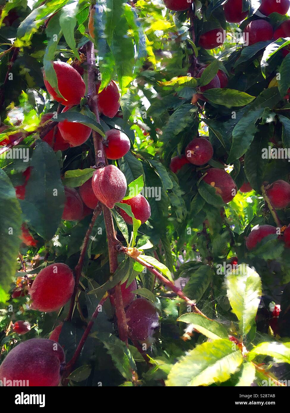The peach tree in Summer Stock Photo - Alamy