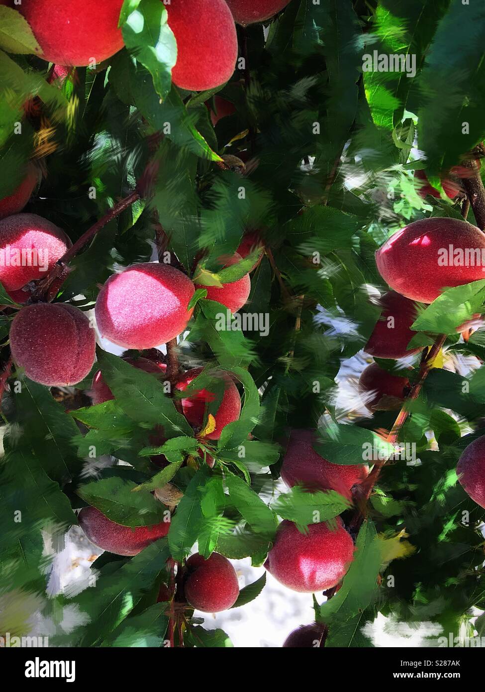 The peach tree in Summer Stock Photo - Alamy