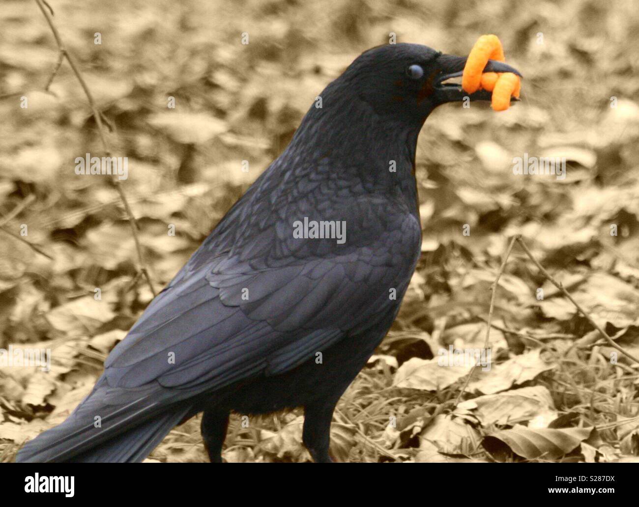 Wotsit hi-res stock photography and images - Alamy