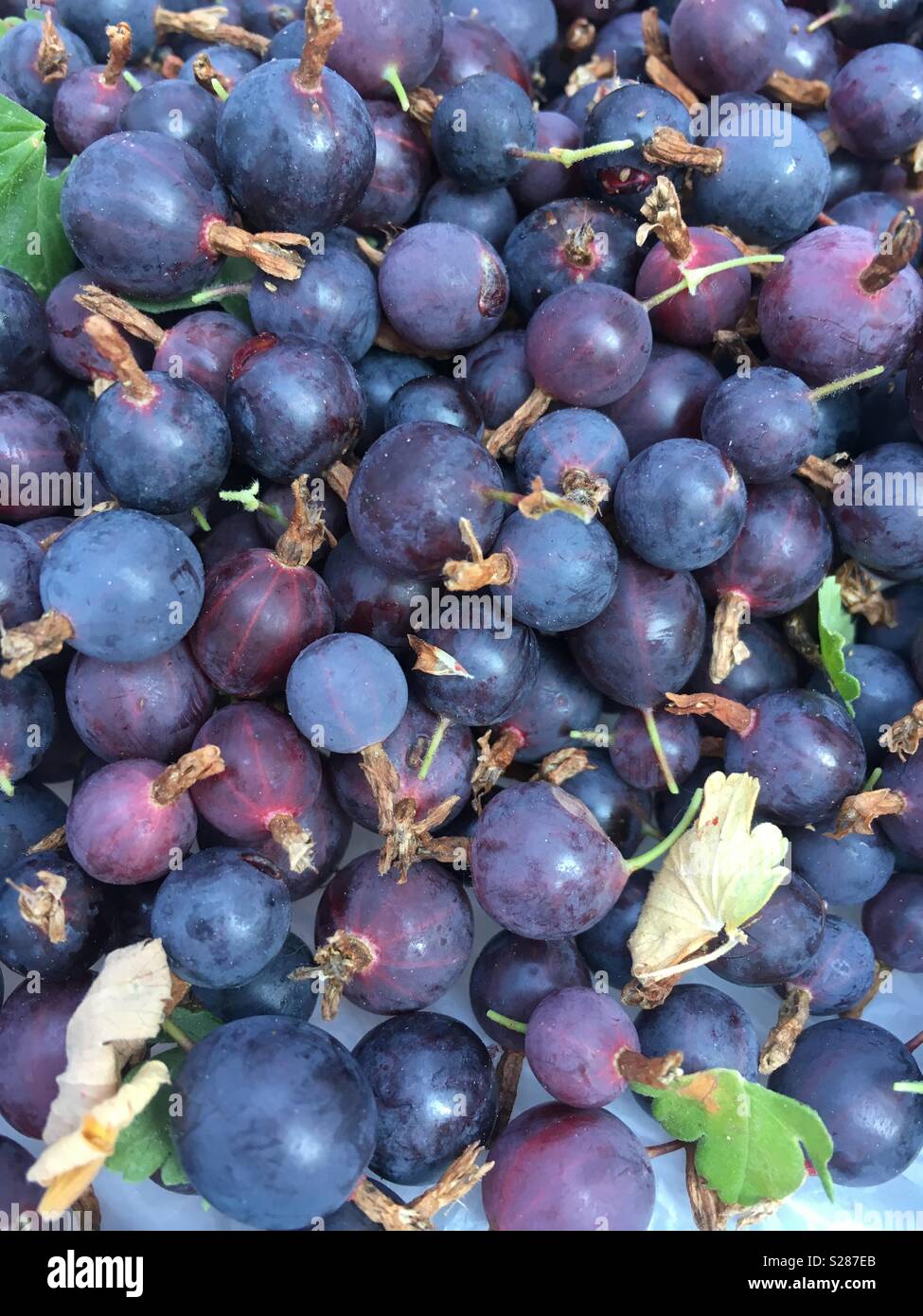 Black Velvet Gooseberry High Resolution Stock Photography and Images ...