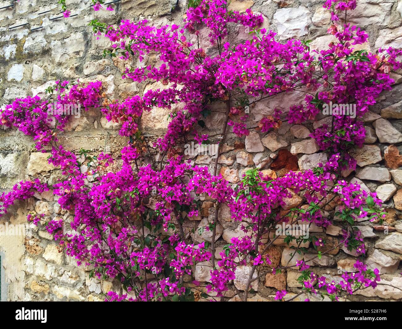 Pretty Pink Flowers against a Wall in Hvar, Croatia Stock Photo - Alamy