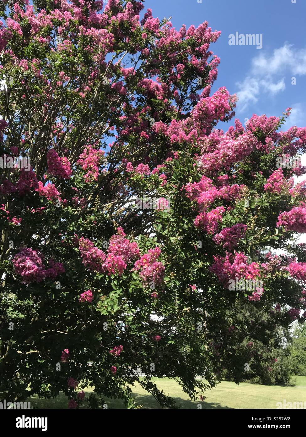 Pink crepe myrtle in bloom Stock Photo - Alamy Pink crepe myrtle in bloom Stock Photo - Alamy