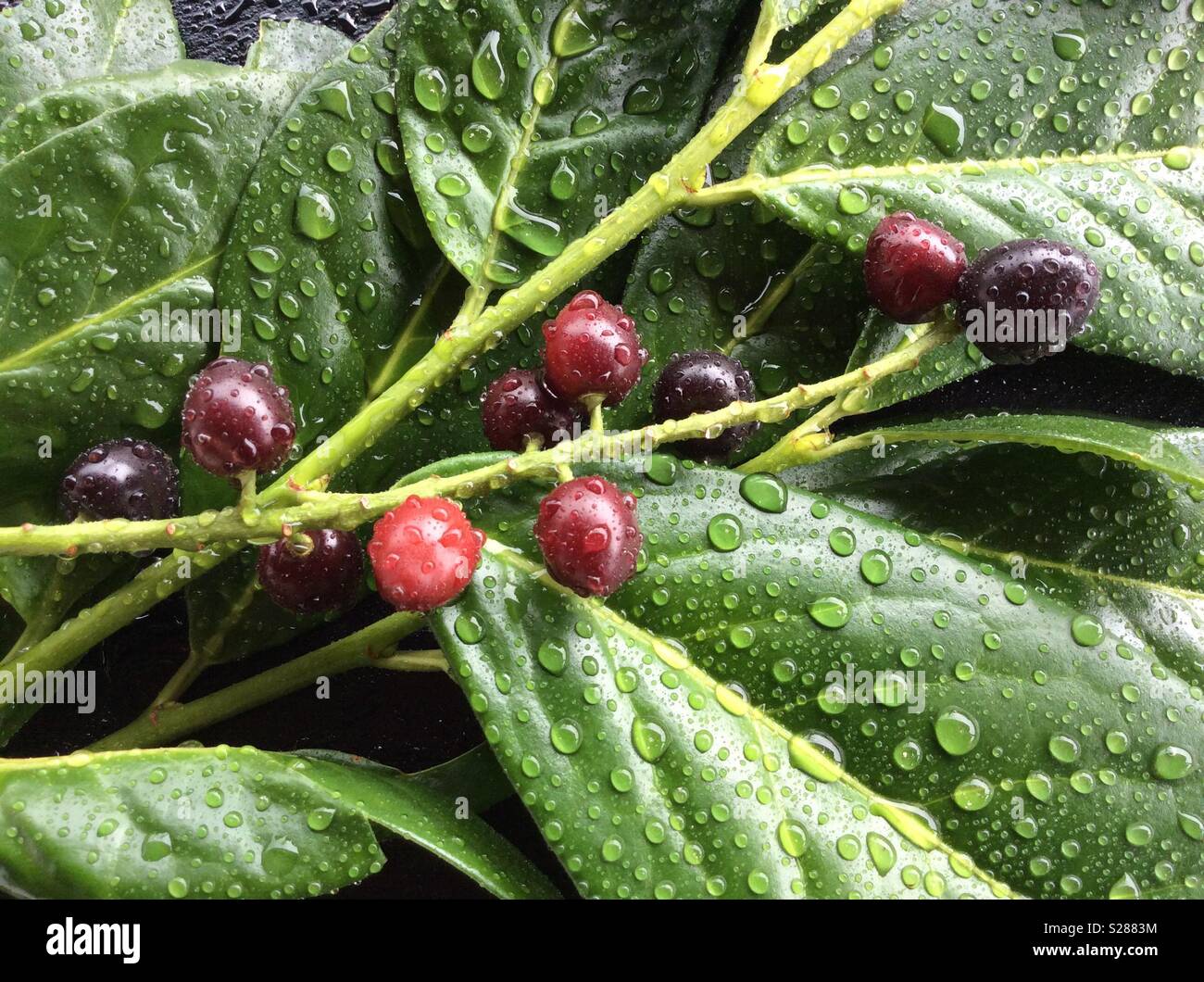 Cherry laurel berries hi-res stock photography and images - Alamy