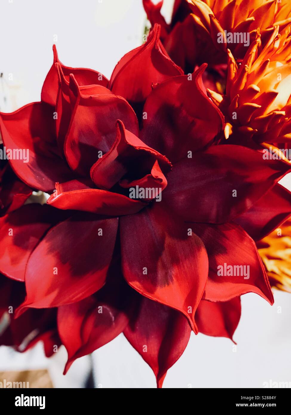 Striking red flower hi-res stock photography and images - Alamy