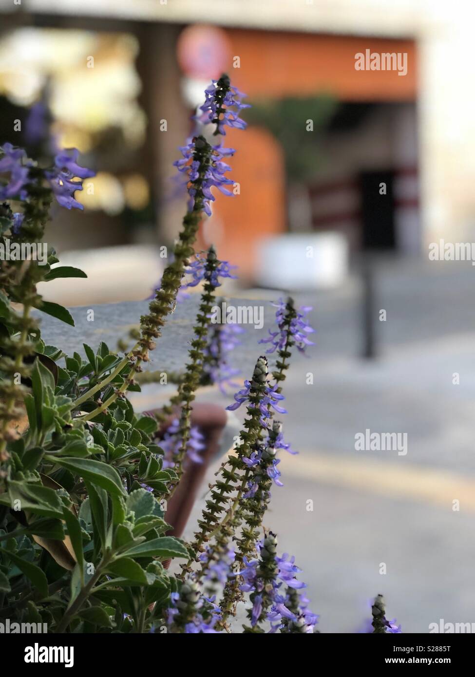 Lavender and purple flowers hi-res stock photography and images - Alamy