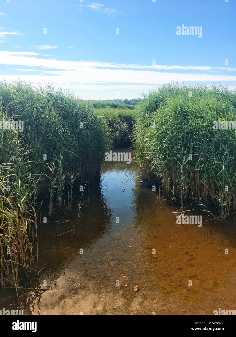 Reeds and rushes hi-res stock photography and images - Alamy
