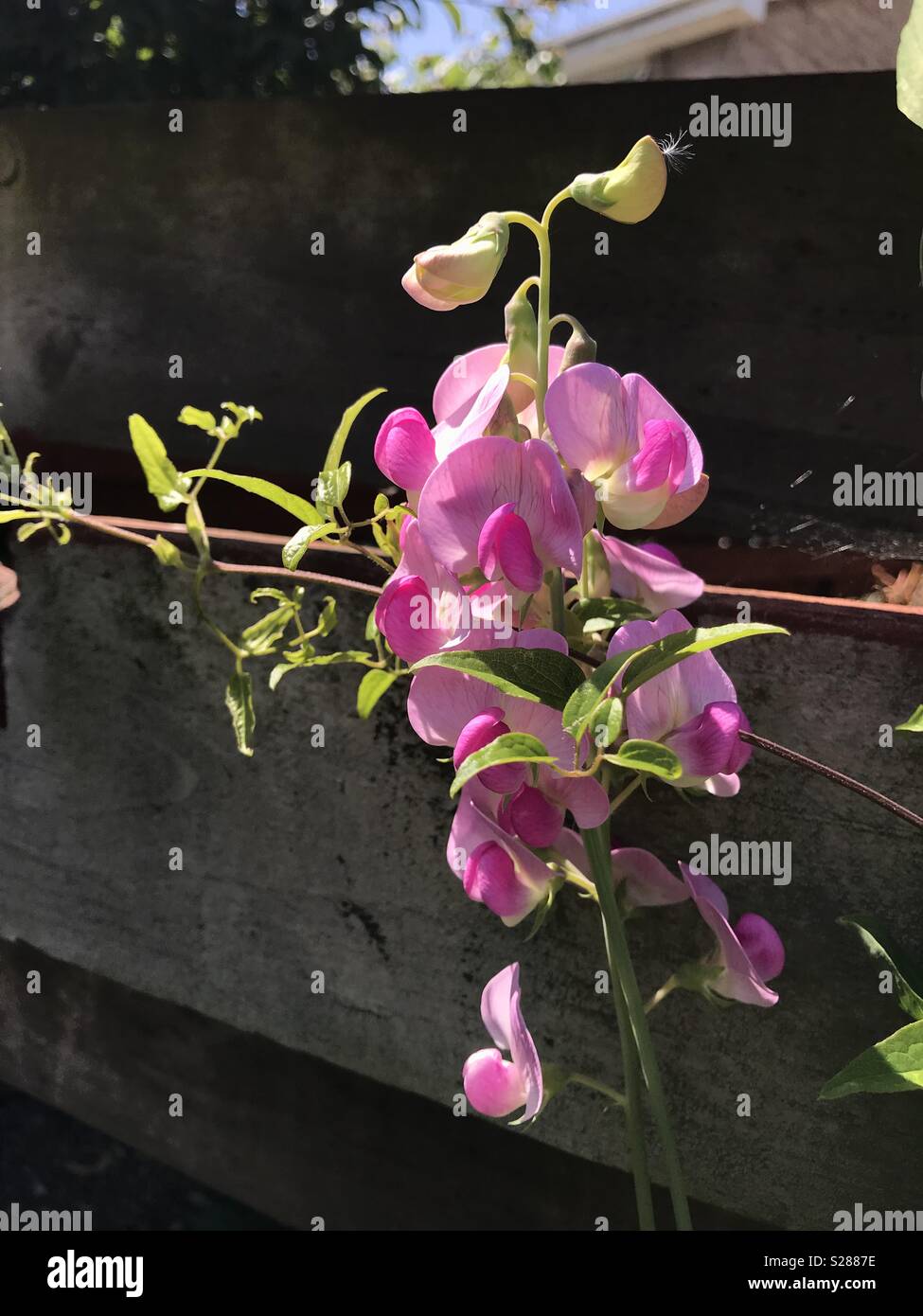 Pink sweet pea hi-res stock photography and images - Alamy