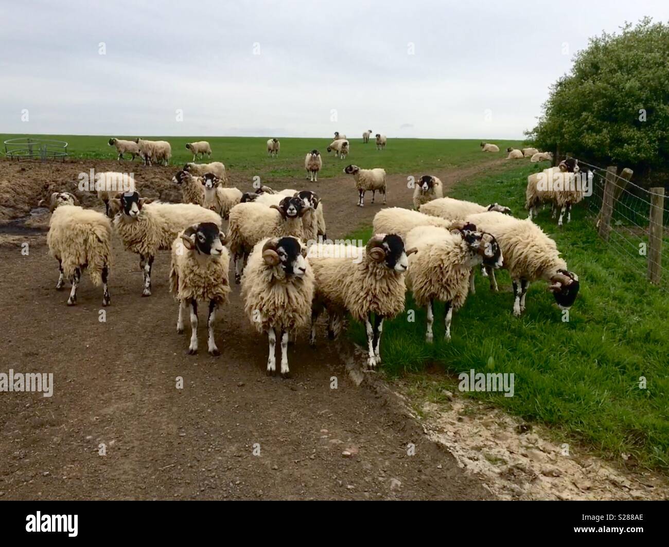 Sheep Track High Resolution Stock Photography and Images - Alamy