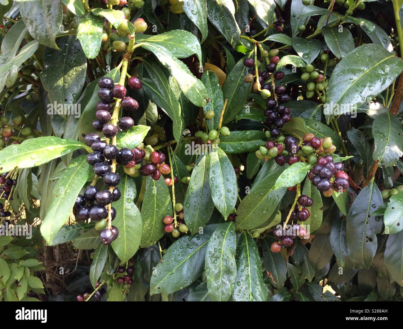Cherry Laurel Leaves Prunus Laurocerasus High Resolution Stock ...
