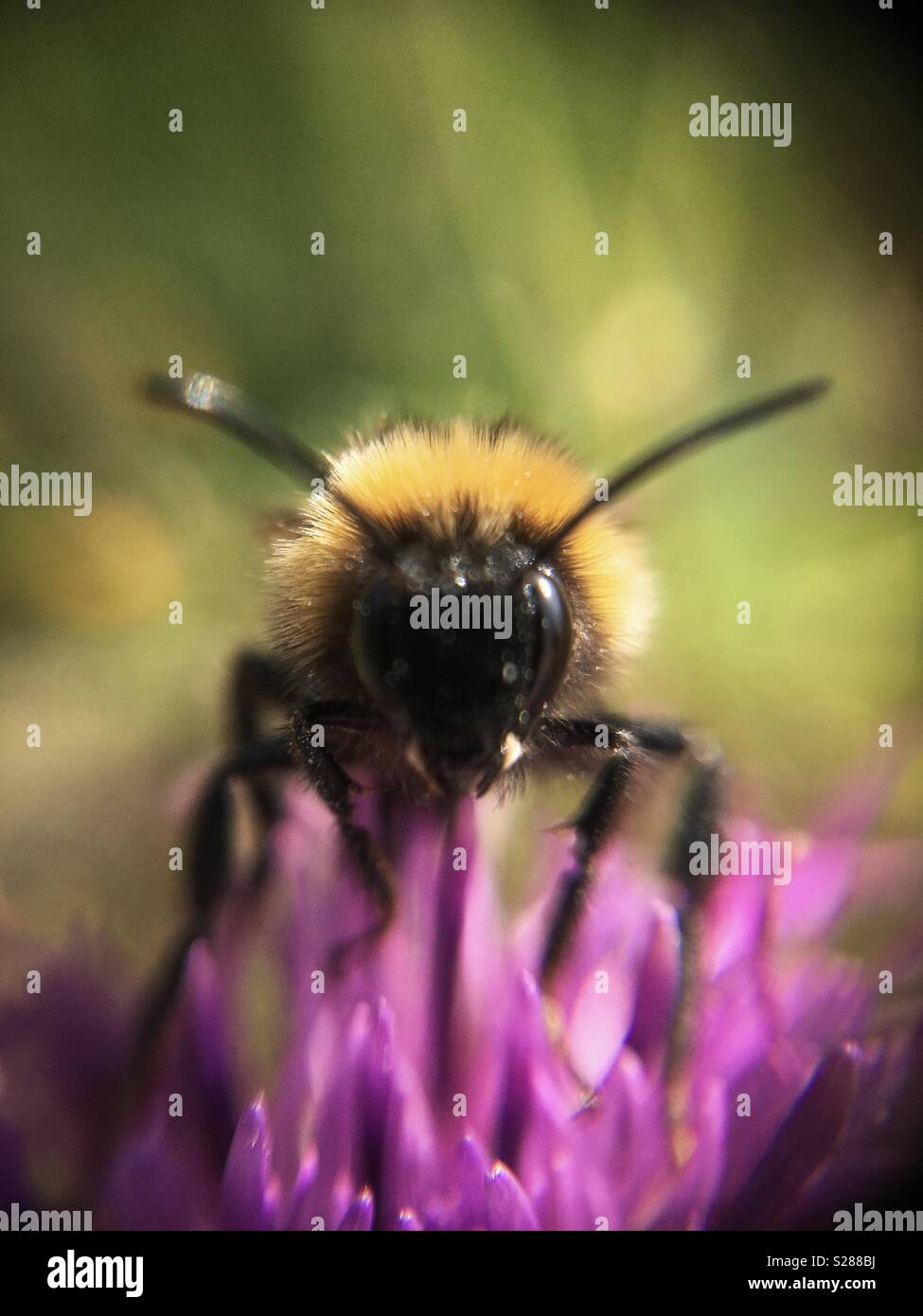 Bee Macro - taken with a clip-on macro lens Stock Photo - Alamy