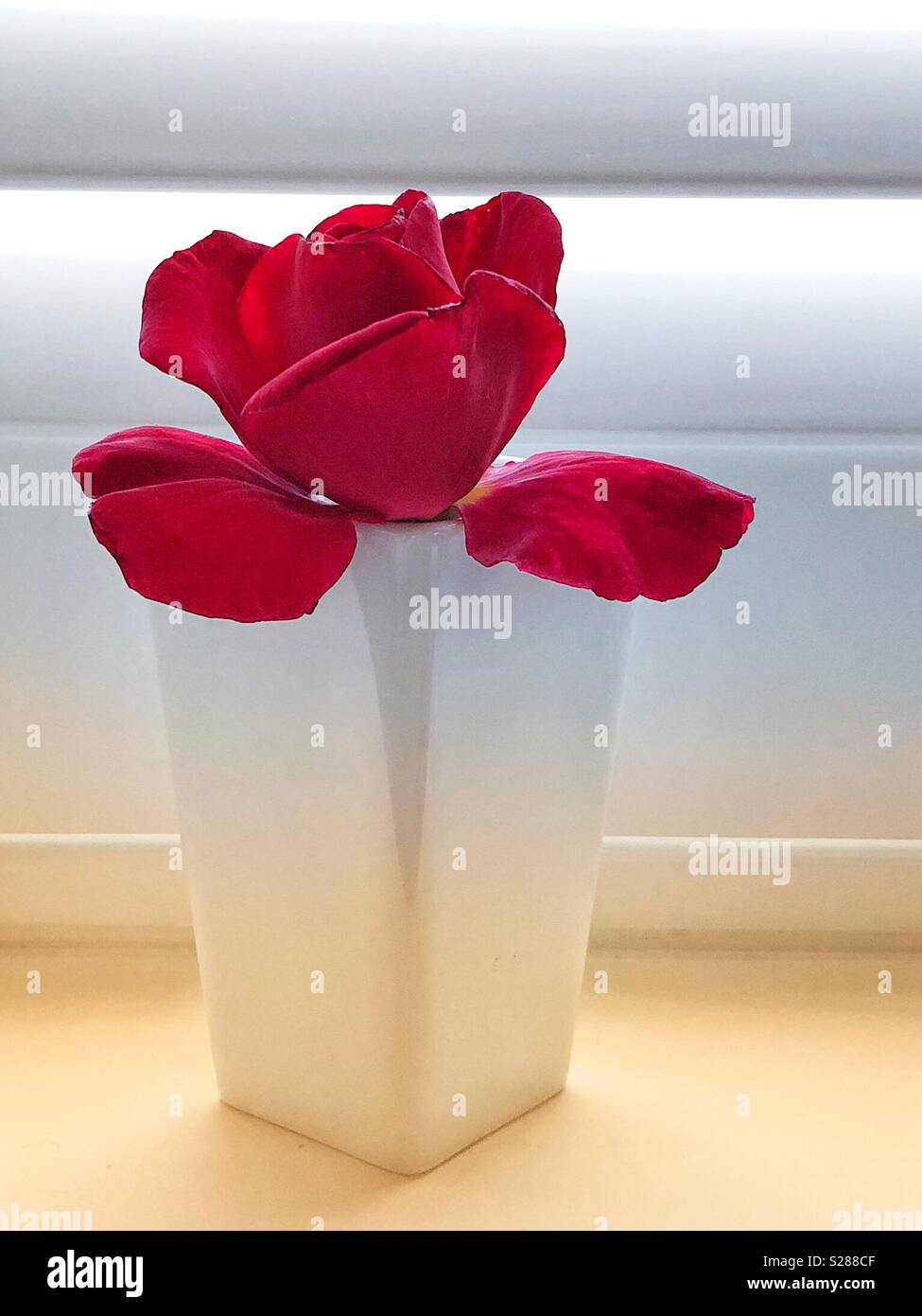 Single red rose in a small white vase Stock Photo - Alamy