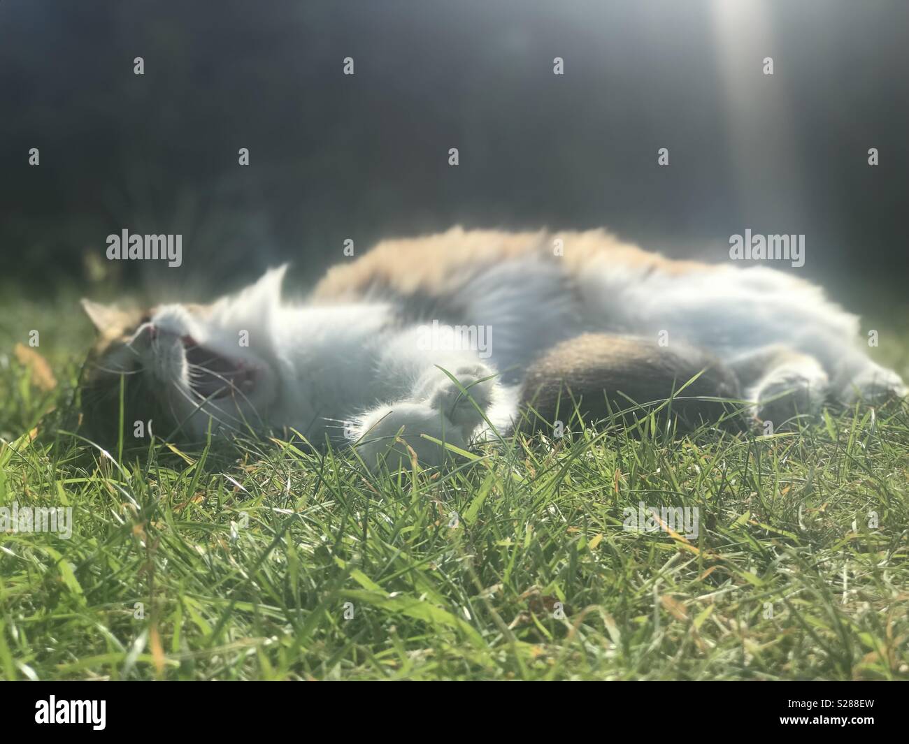 Lazing High Resolution Stock Photography and Images - Alamy