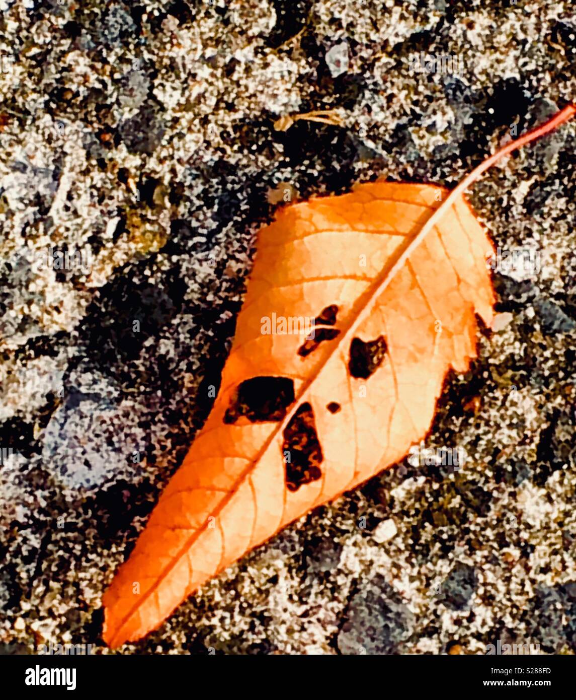 Scary scared halloween hi-res stock photography and images - Alamy