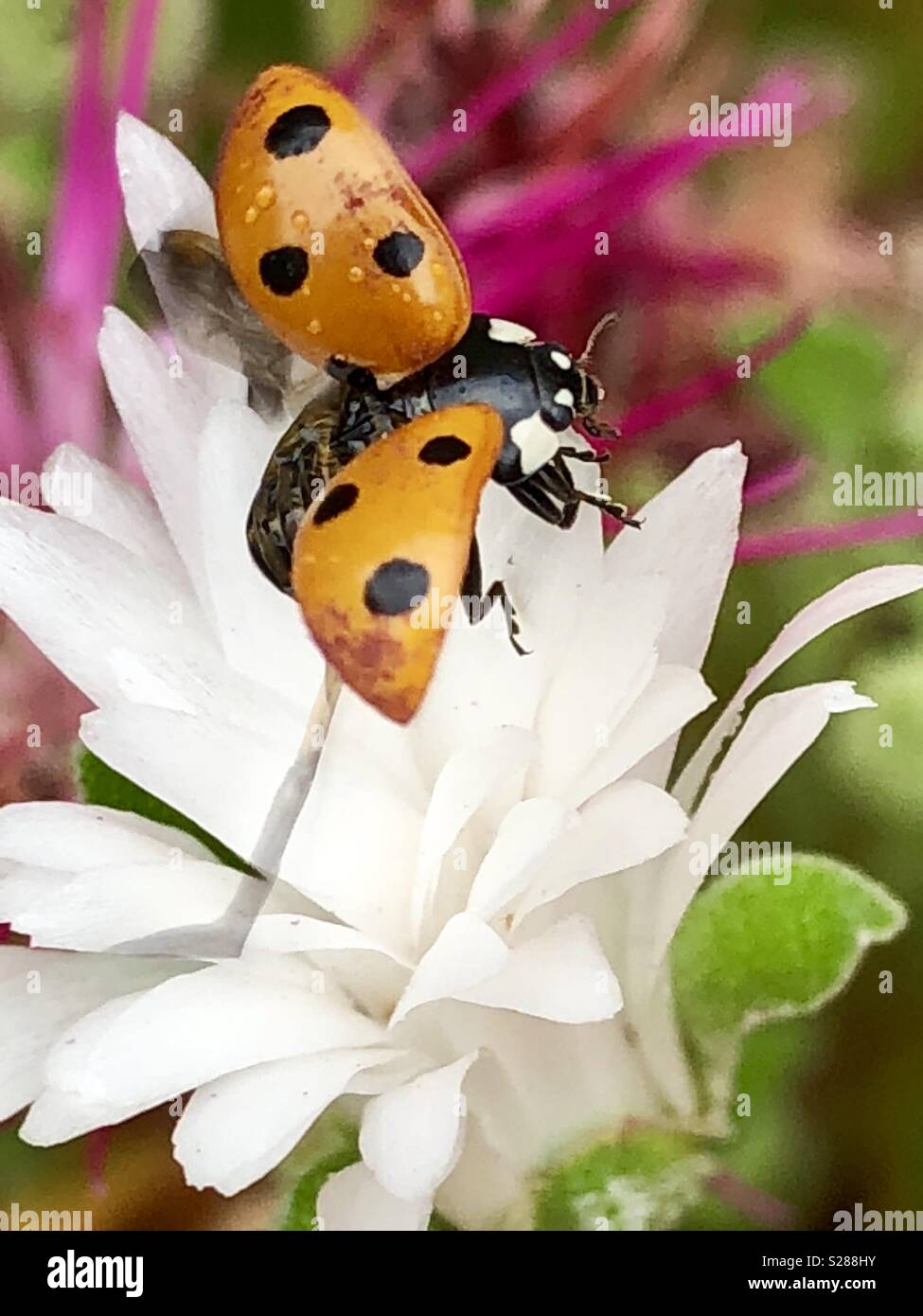 Ladybird Flying High Resolution Stock Photography and Images - Alamy