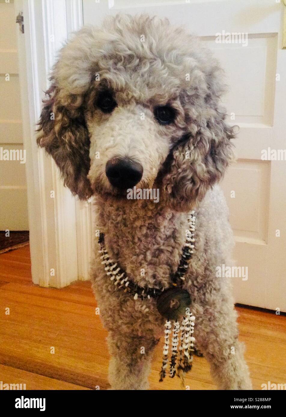 Silver Poodle Stock Photos & Silver Poodle Stock Images - Alamy