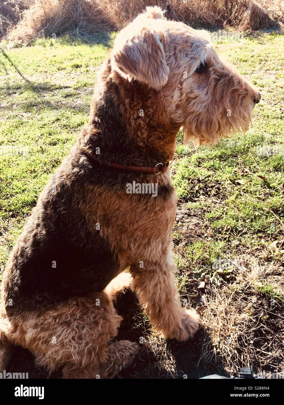 Airedale in profile hi-res stock photography and images - Alamy