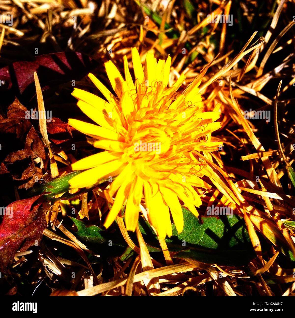 Bright lights goes so well with bright flowers Stock Photo - Alamy