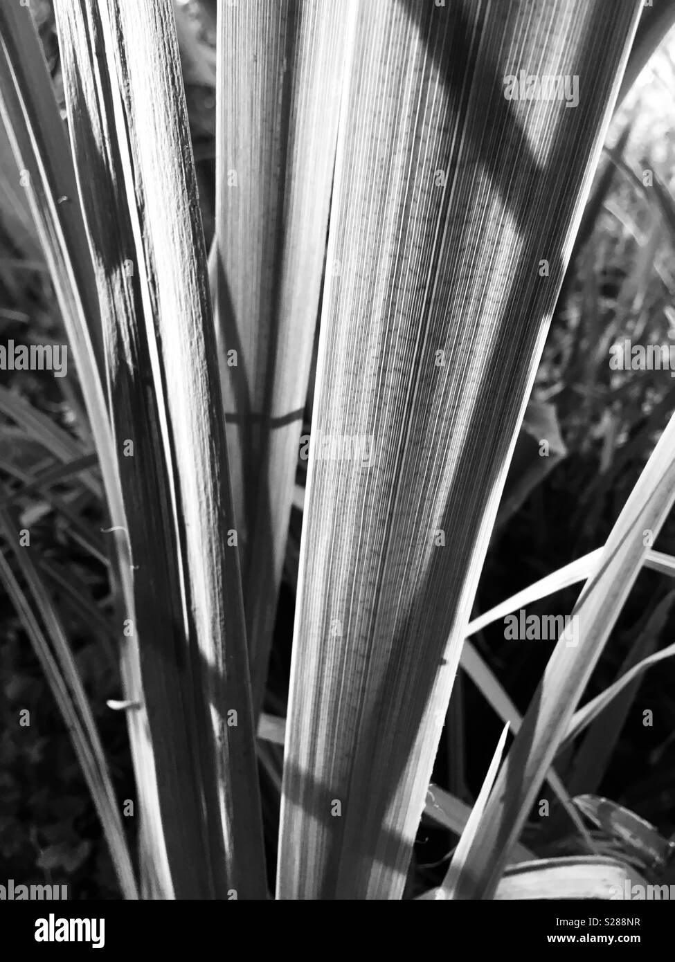 Reed lines hi-res stock photography and images - Alamy