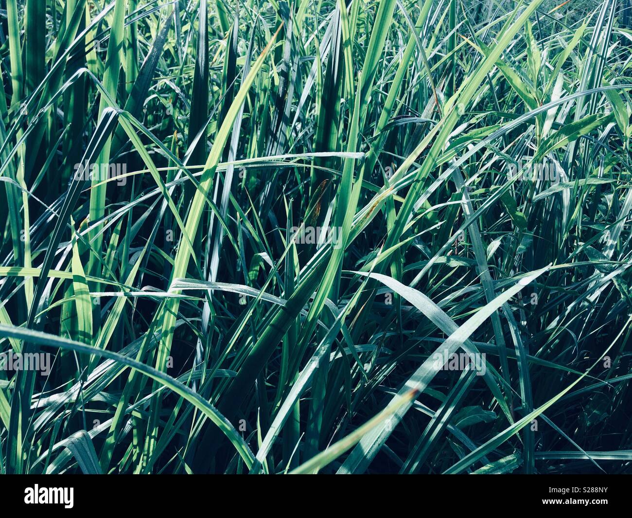 Tall reeds growing in water hi-res stock photography and images - Alamy