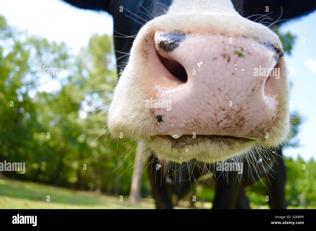 Up close cow nose Stock Photo - Alamy