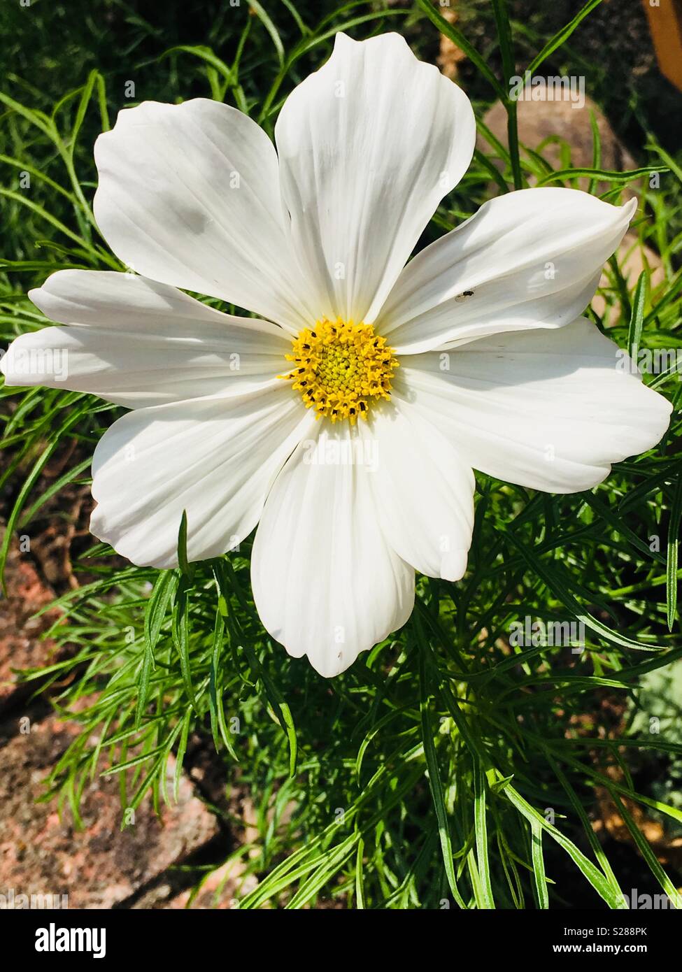 White cosmos hi-res stock photography and images - Alamy
