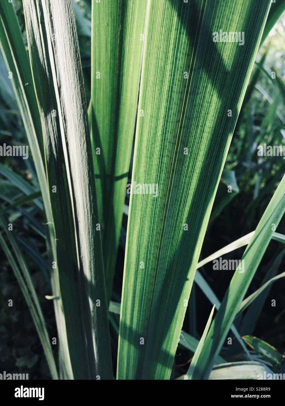 Green tall reeds growing in a water meadow showing texture Stock Photo ...