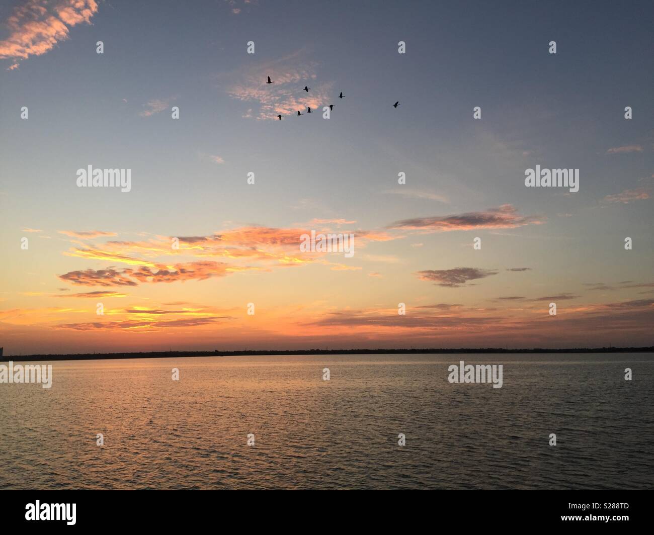 Canadian geese flying over lake at sunrise Stock Photo - Alamy