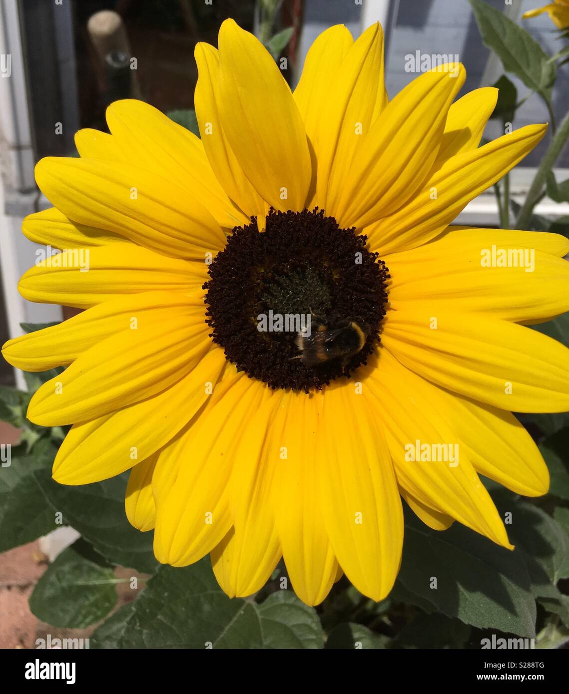 Busy bee hi-res stock photography and images - Alamy