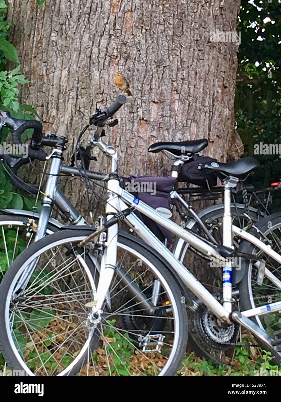Robin on bike hi-res stock photography and images - Alamy
