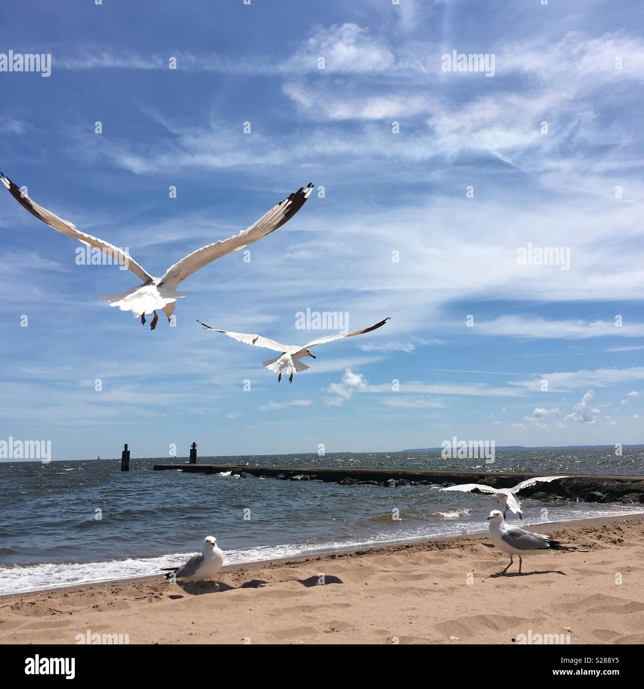 Seagulls on the beach Stock Photo - Alamy