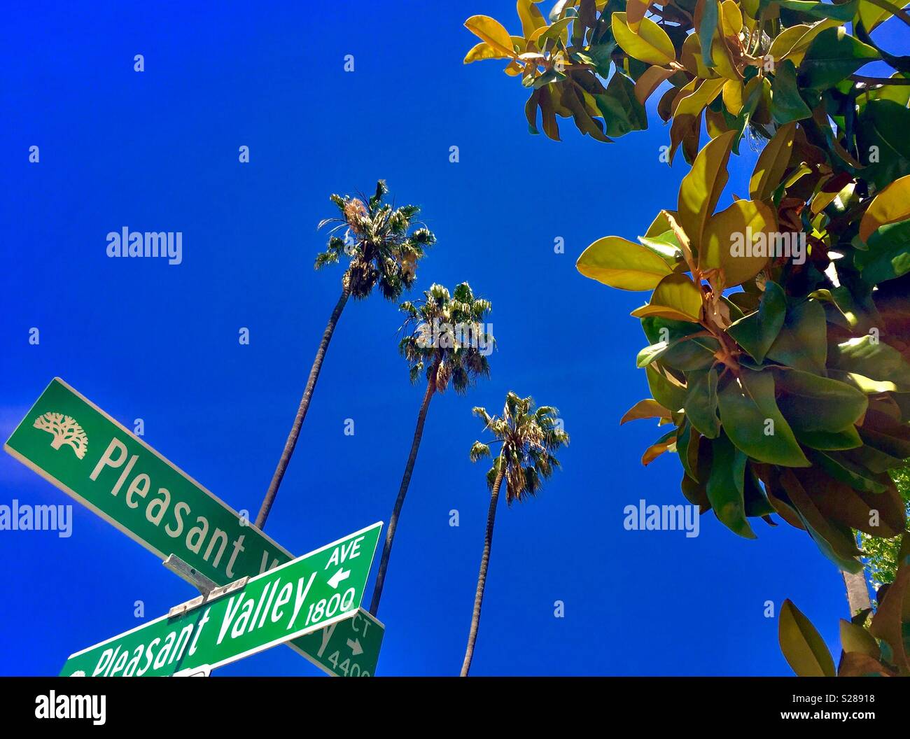 Palm tree or palm trees hi-res stock photography and images - Alamy