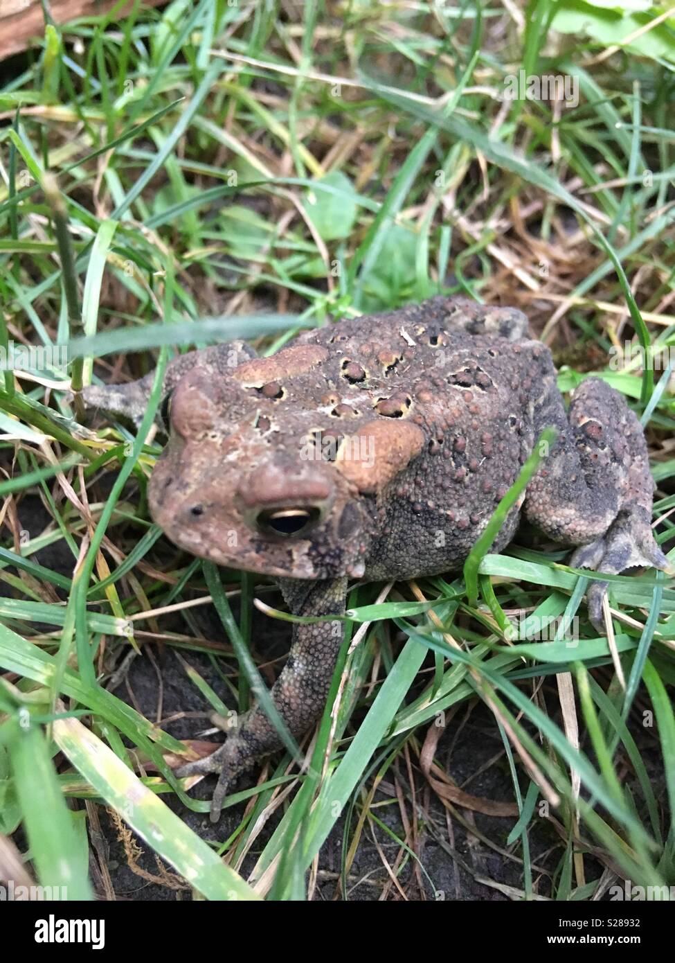 A toad in the grass Stock Photo - Alamy