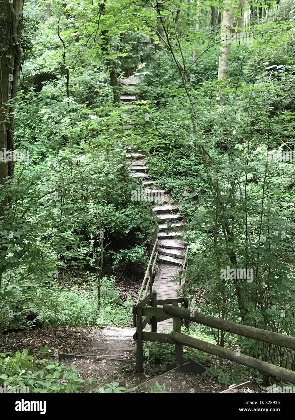 Steps in forest hi-res stock photography and images - Alamy