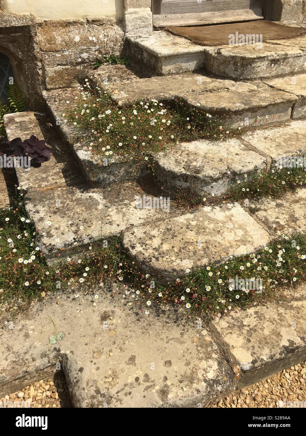 Flowers in steps Stock Photo - Alamy