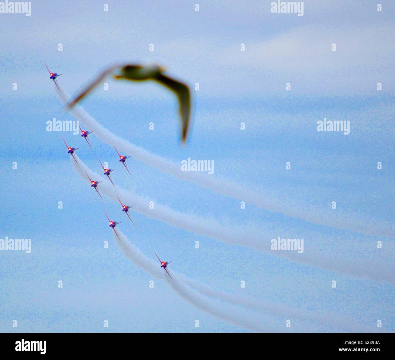 Bird in Air Display Photobomb Stock Photo - Alamy