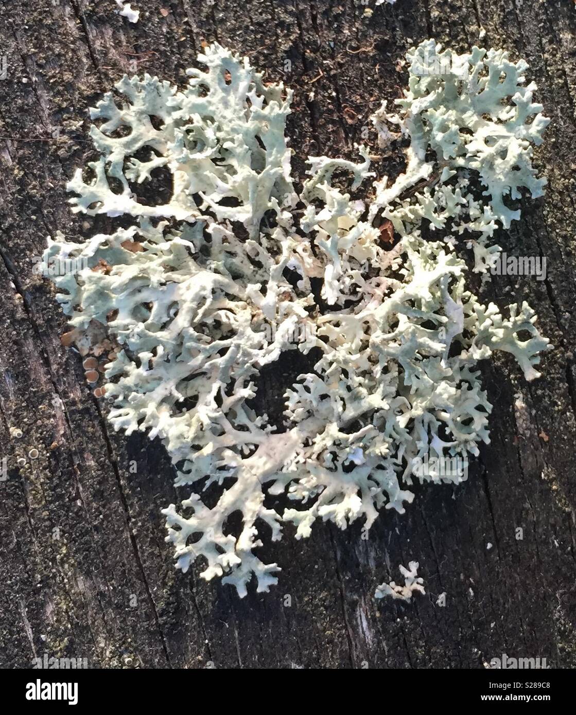 Grey lichen hi-res stock photography and images - Alamy